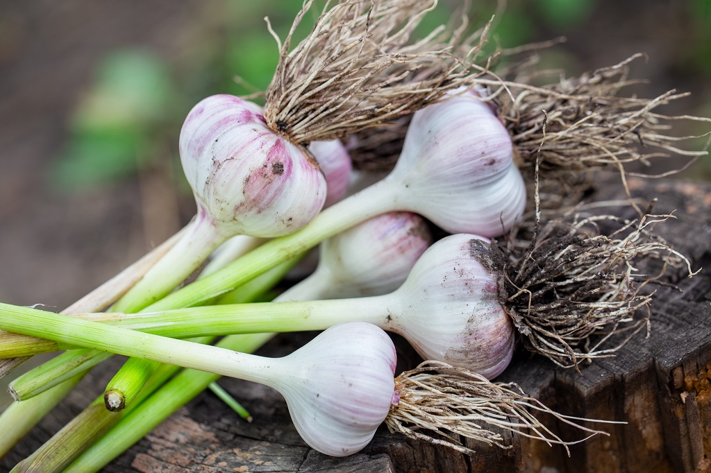 Garlic as a Metaphor for Learning | SeaChange Colab